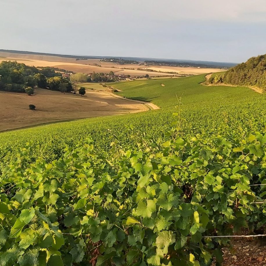 Visite du vignoble de champagne proche de Troyes et Colombey