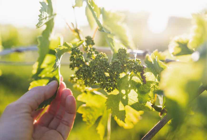floraison de la vigne, Juin en Champagne Claude Perrard